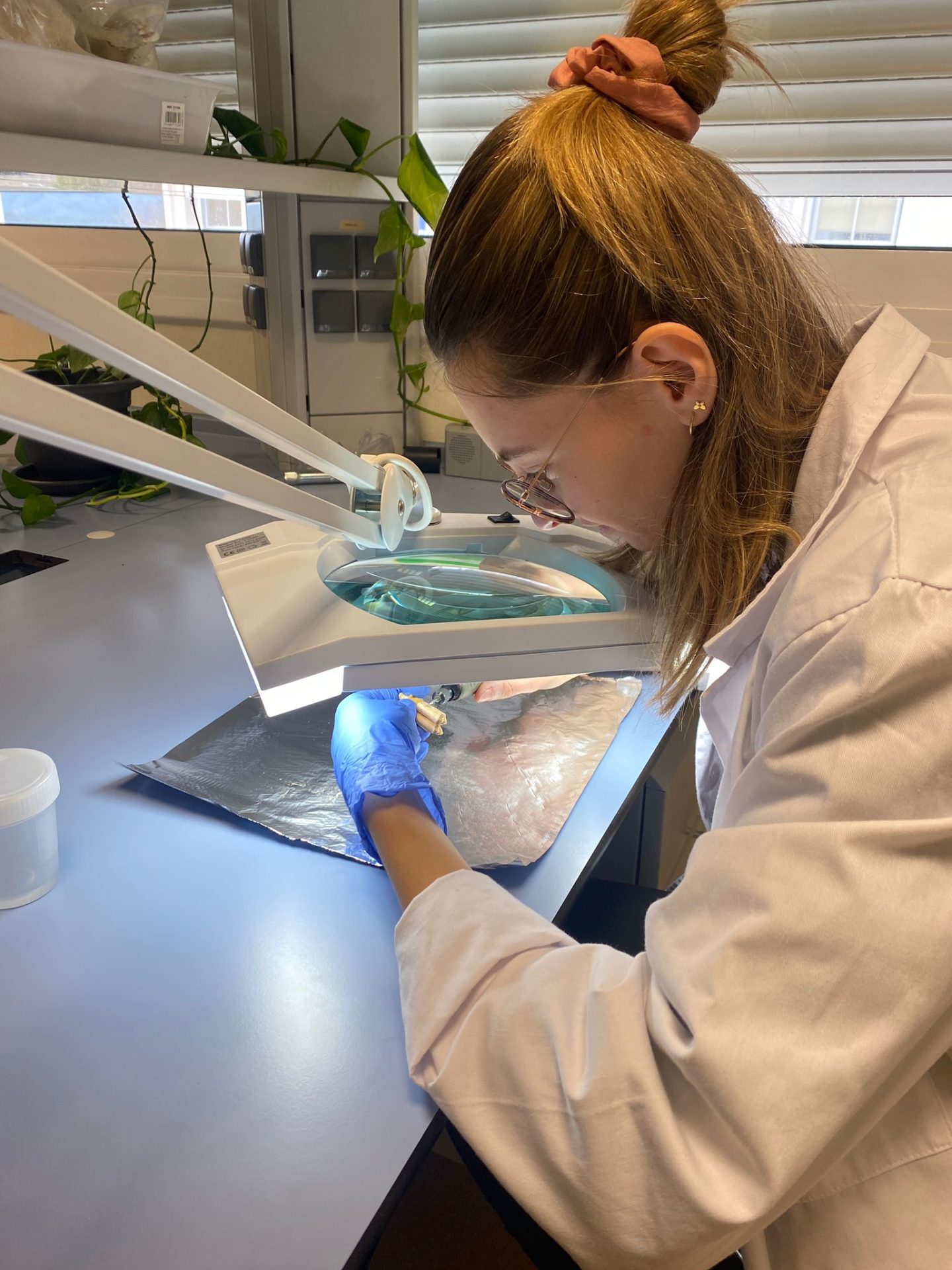 Isotope analyses for the study of Roman livestock management - GIAP ...