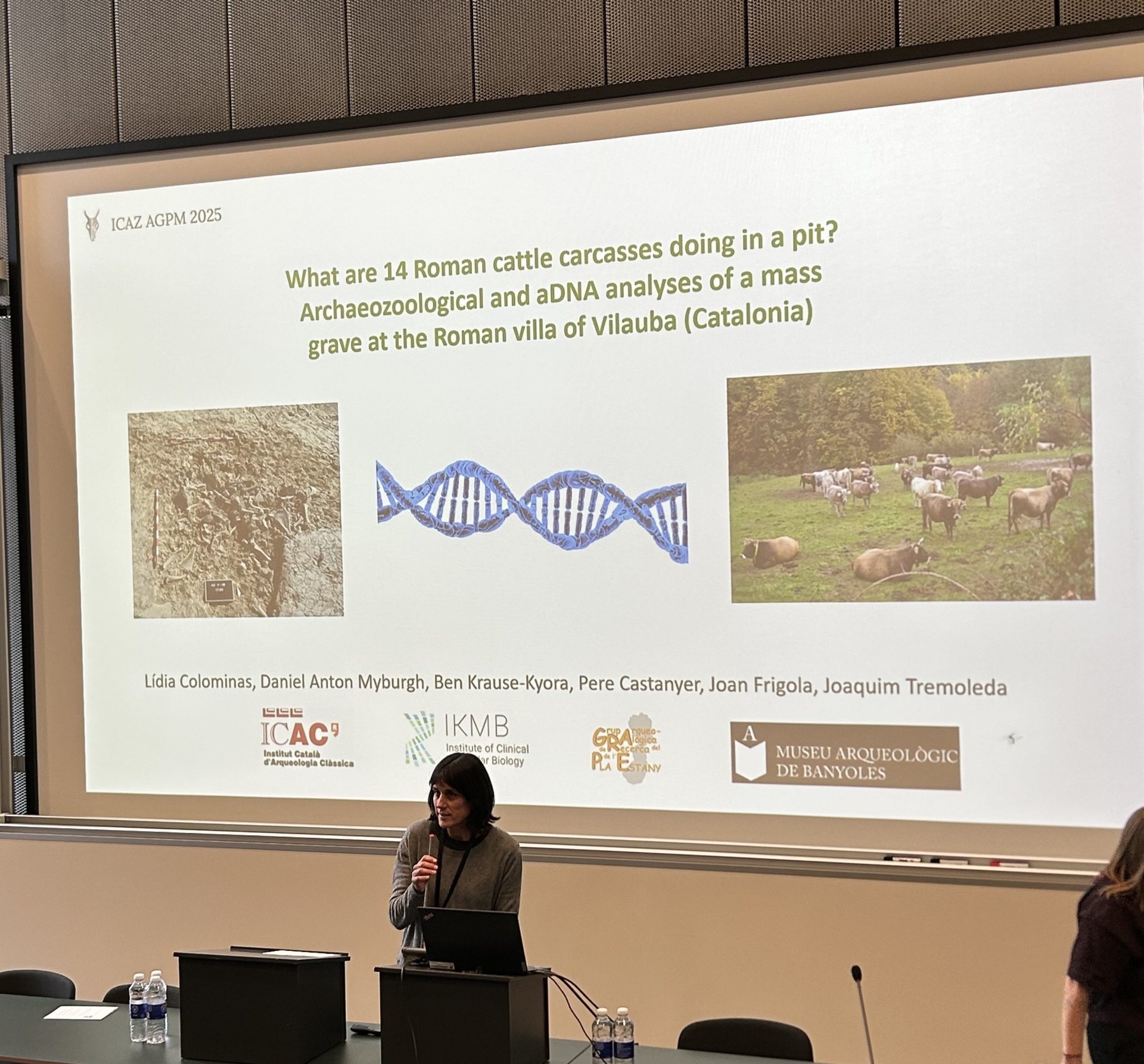 What are 14 Roman cattle carcasses doing in a pit? - GIAP (ICAC-CERCA)